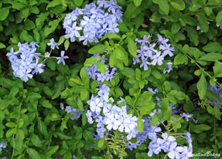 Bela Emília - Plumbago auriculata - Flores e Folhagens