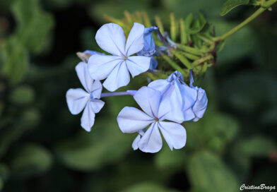 Bela Emília - Plumbago auriculata - Flores e Folhagens
