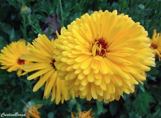Calêndula - Calendula officinalis L. - Flores e Folhagens