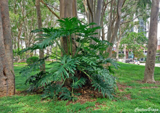 Guaimbê - Philodendron bipinnatifidum - Flores e Folhagens