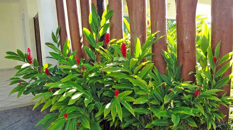 Alpinia - Alpinia purpurata - Flores e Folhagens