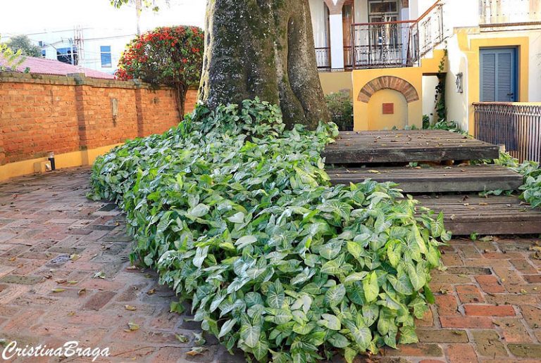 Singônio - Syngonium angustatum - Flores e Folhagens