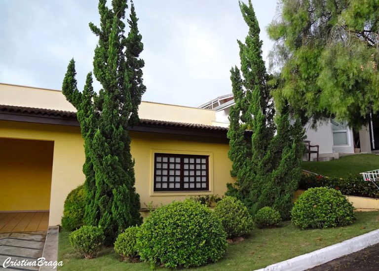 Kaizuka – Juniperus chinensis torulosa - Flores e Folhagens