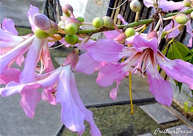 Paineira Rosa - Ceiba speciosa - Flores e Folhagens
