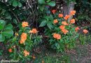 Crossandra - Crossandra infundibuliformis - Flores e Folhagens