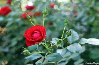 Rosa Sempre-florida - Flores e Folhagens