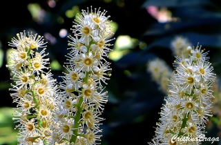Louro cerejo - Prunus laurocerasus - Flores e Folhagens