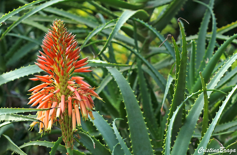 Aloe candelabro - Aloe arborescens - Flores e Folhagens