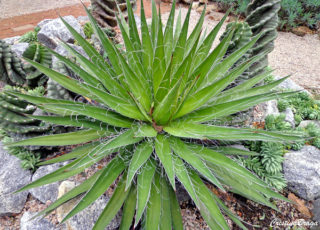 Tipos de Agave - Flores e Folhagens