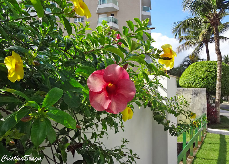 Alamanda roxa - Allamanda blanchetti - Flores e Folhagens