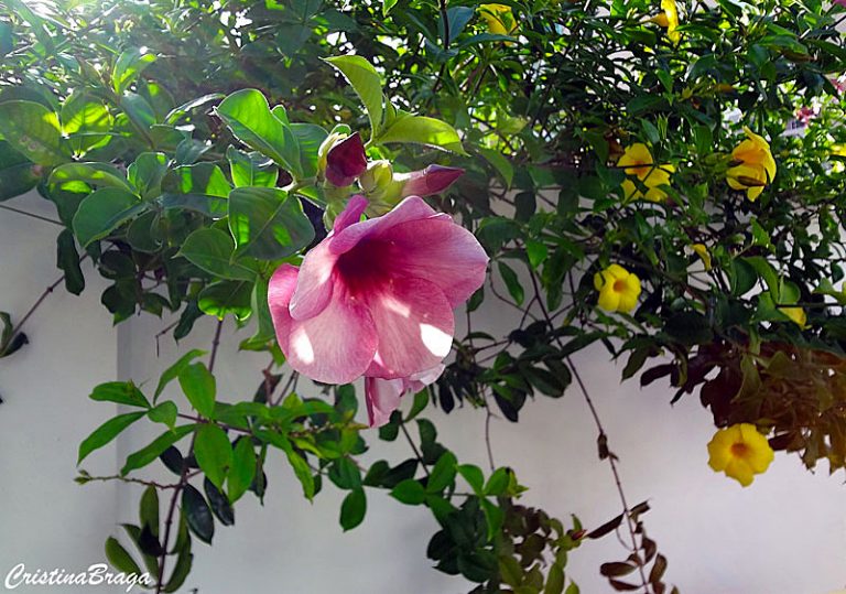 Alamanda roxa - Allamanda blanchetti - Flores e Folhagens