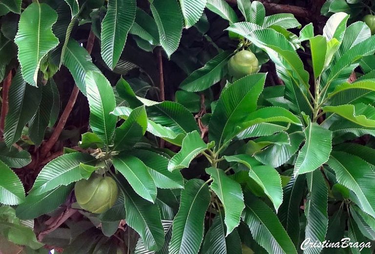 Árvore da Pataca - Dillenia indica - Flores e Folhagens