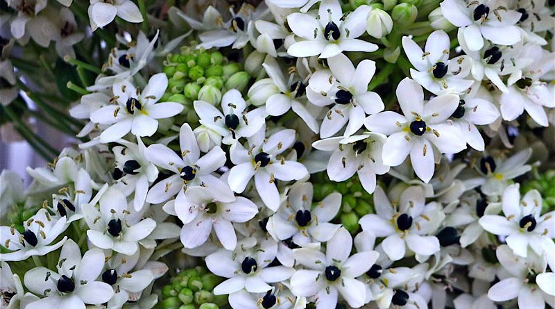 Chincherinchee - Ornithogalum saundersiae - Flores e Folhagens