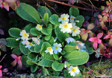 Prímula - Primula x polyantha - Flores e Folhagens