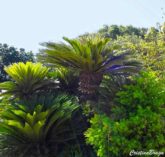 Palmeira Cica - Cycas revoluta - Flores e Folhagens