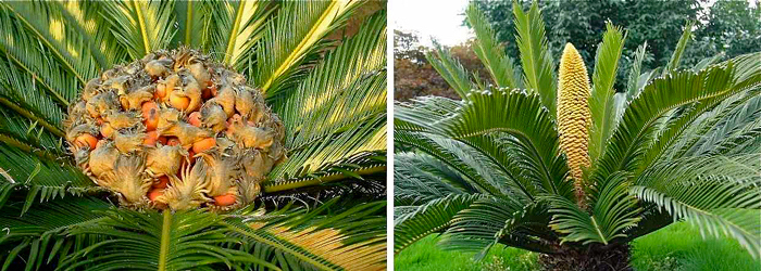 Palmeira Cica - Cycas revoluta - Flores e Folhagens