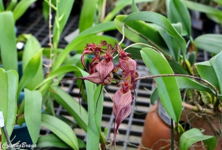 Orquídea Bulbophyllum fascinator - Flores e Folhagens