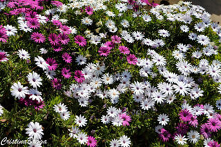 Margarida africana - Osteospermum - Flores e Folhagens