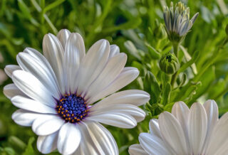 Margarida africana - Osteospermum - Flores e Folhagens