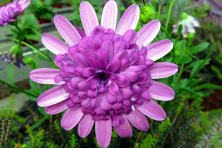 Margarida africana - Osteospermum - Flores e Folhagens