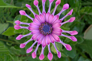Margarida africana - Osteospermum - Flores e Folhagens