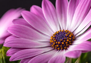 Margarida africana - Osteospermum - Flores e Folhagens