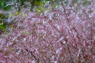 Capim mimoso - Muhlenbergia capillaris - Flores e Folhagens