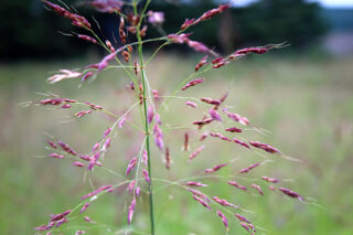 Capim mimoso - Muhlenbergia capillaris - Flores e Folhagens