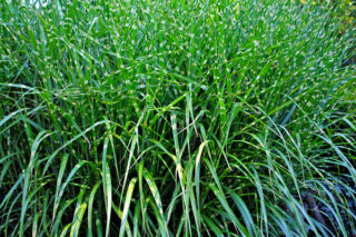 Capim zebra - Miscanthus sinensis Zebrinus - Flores e Folhagens
