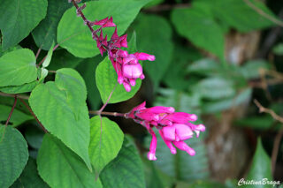 Sálvia rosa - Salvia involucrata - Flores e Folhagens