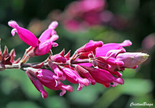 Sálvia rosa - Salvia involucrata - Flores e Folhagens