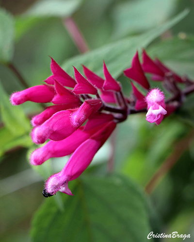 Sálvia rosa - Salvia involucrata - Flores e Folhagens