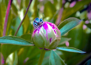 Peônias - Paeonia spp - Flores e Folhagens