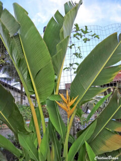 Tocha dourada - Heliconia psittacorum x spathocircinata - Flores e ...