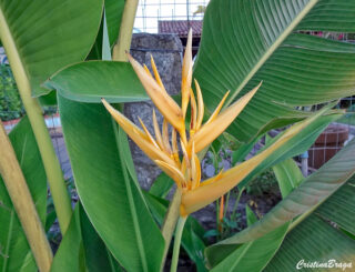 Tocha dourada - Heliconia psittacorum x spathocircinata - Flores e ...