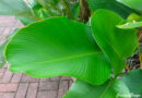 Maranta charuto - Calathea lutea - Flores e Folhagens
